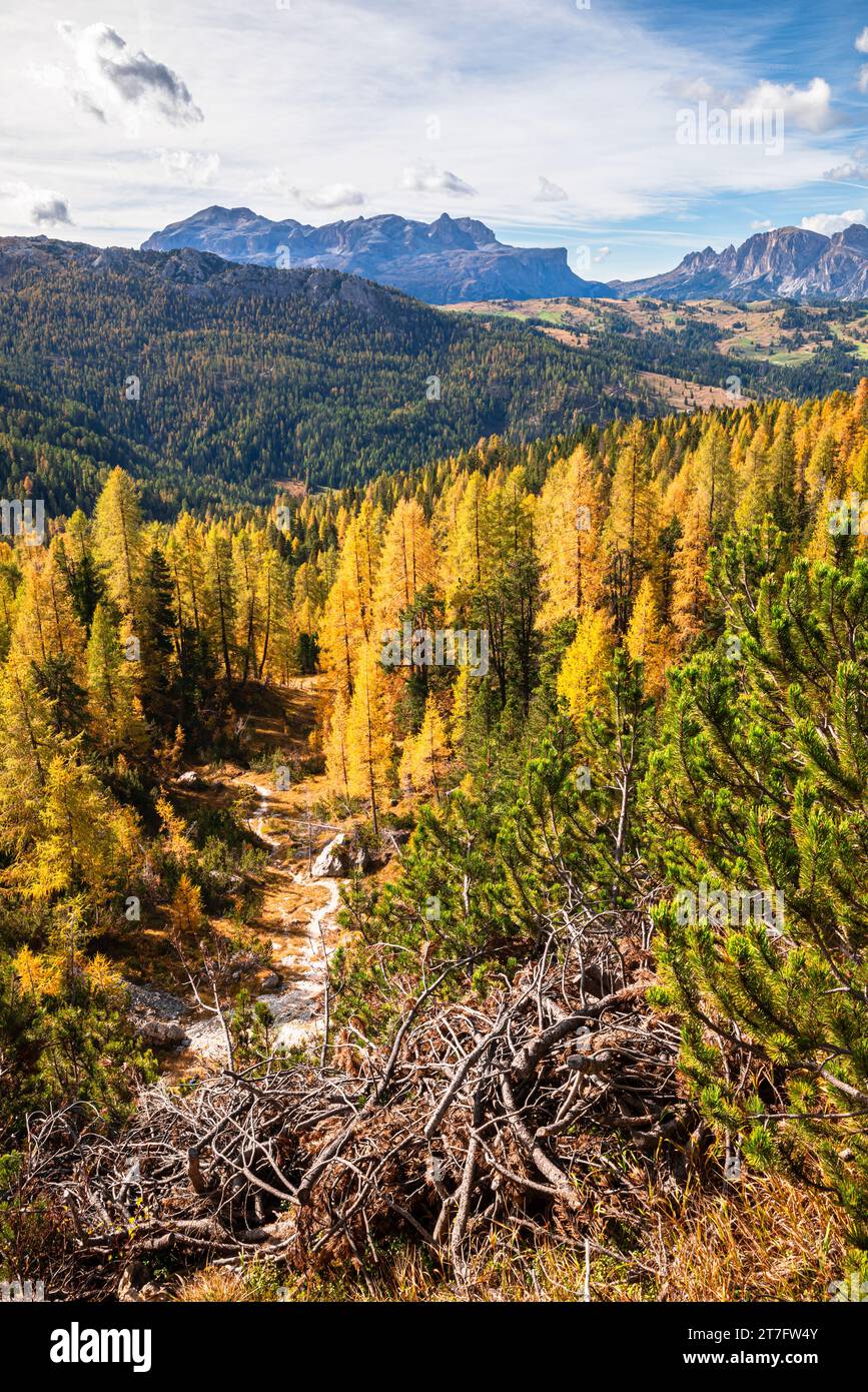 Larch forest with golden colors Stock Photo - Alamy