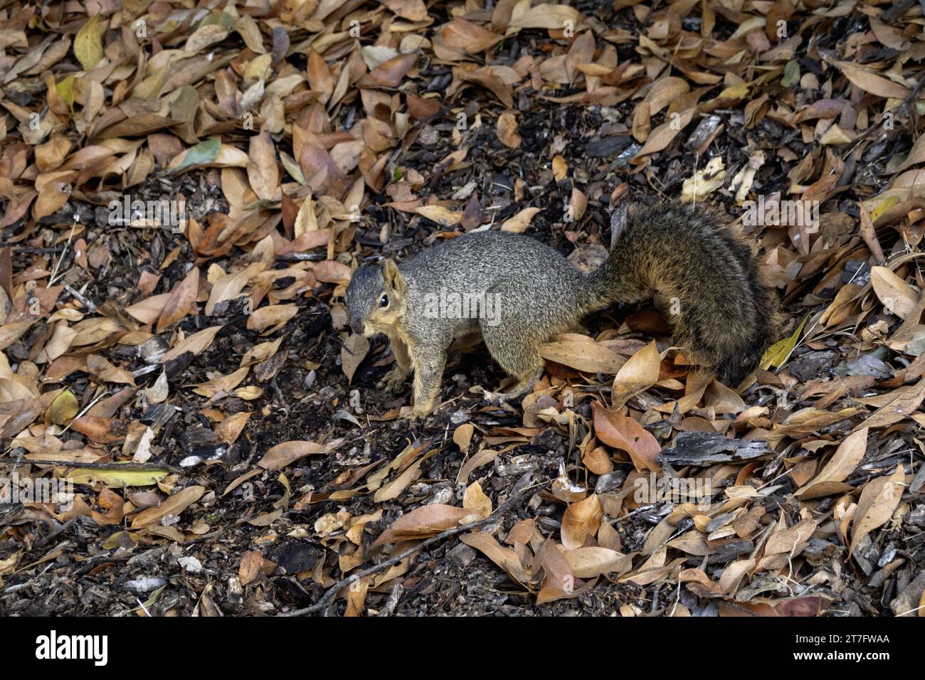 Dead gray squirrel hi-res stock photography and images - Alamy