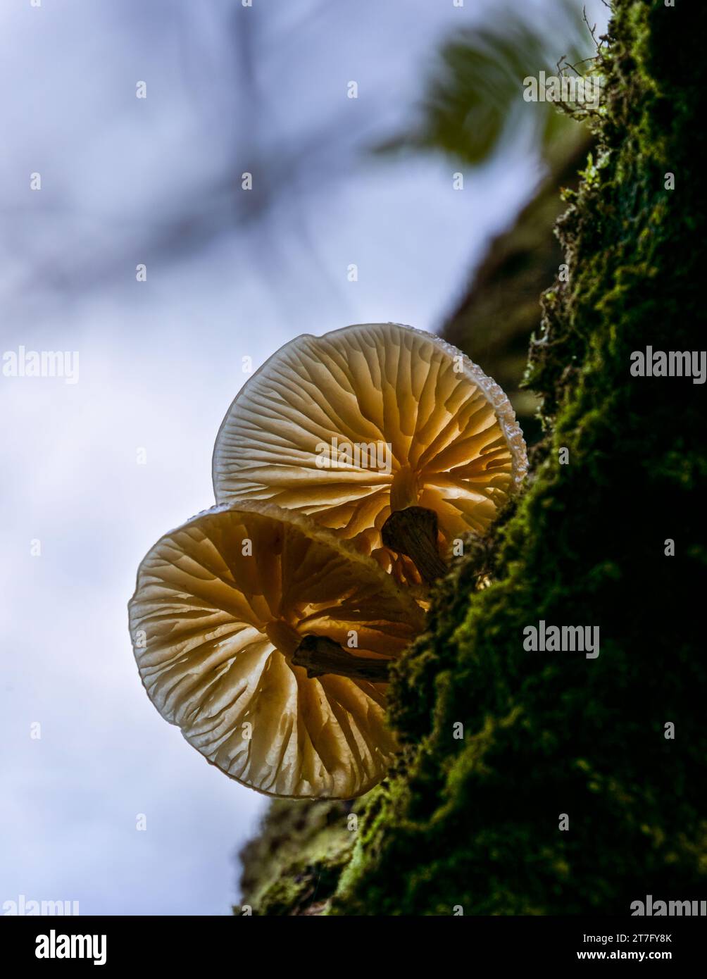 Fungi in the forest Stock Photo - Alamy