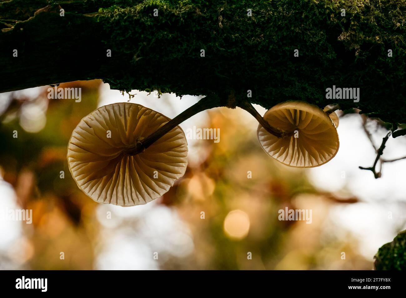 Fungi in the forest Stock Photo - Alamy