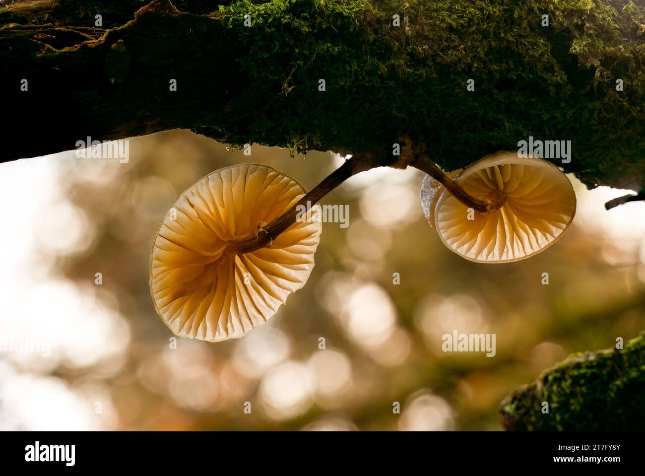 Fungi in the forest Stock Photo - Alamy