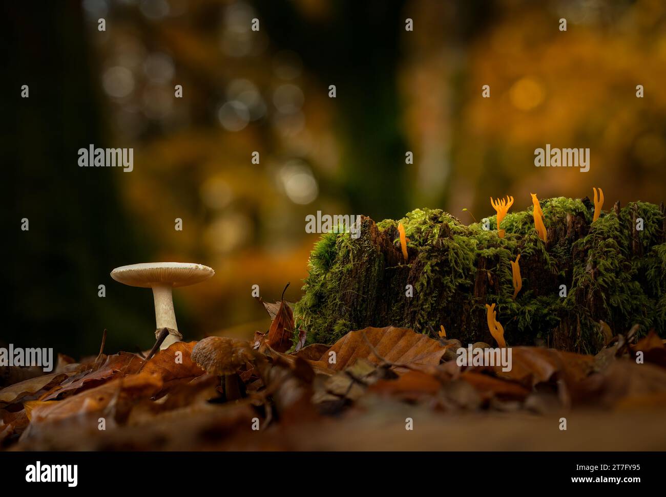 Fungi in the forest Stock Photo - Alamy