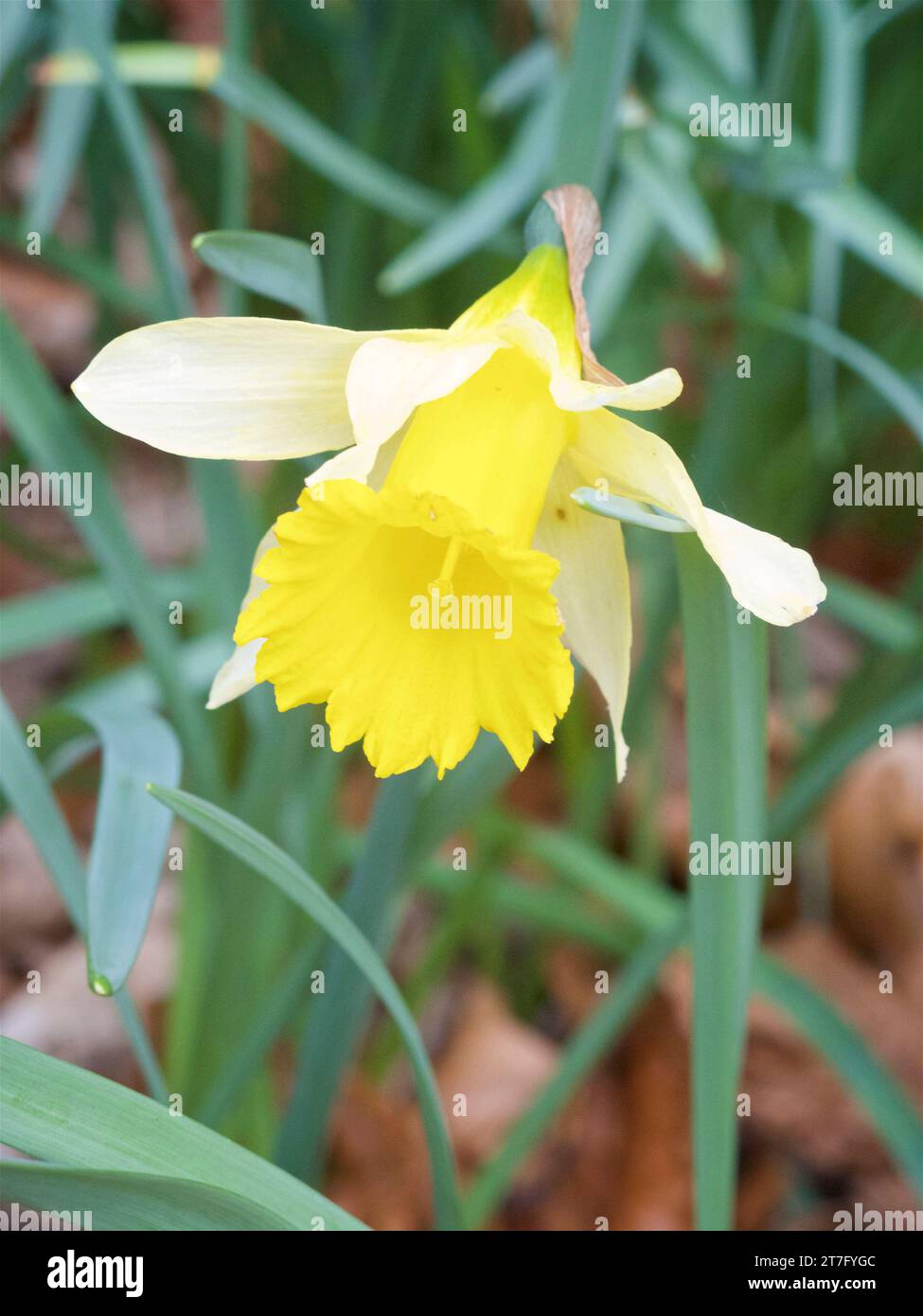 close up of a single yellow daffodil in bloom Stock Photo - Alamy
