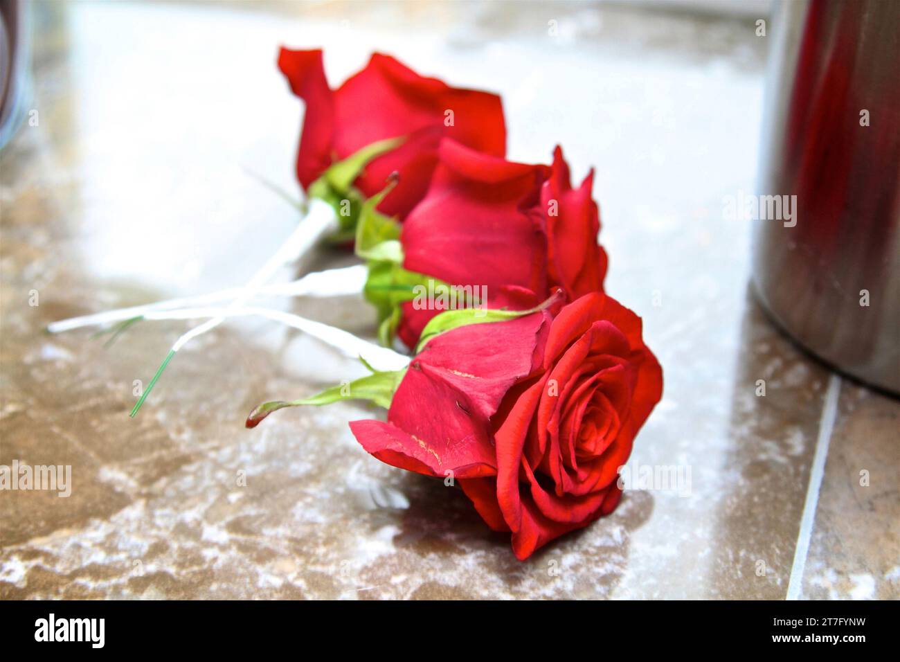 Rose bright as a button hi-res stock photography and images - Alamy