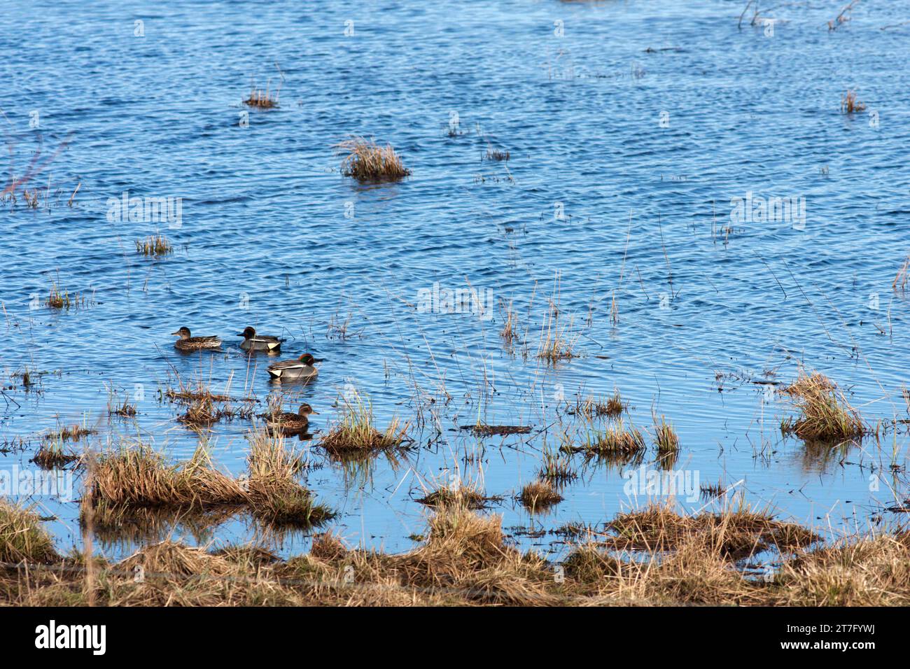 Two couples of Eurasian teal or common teal in a lake. Spring Stock ...