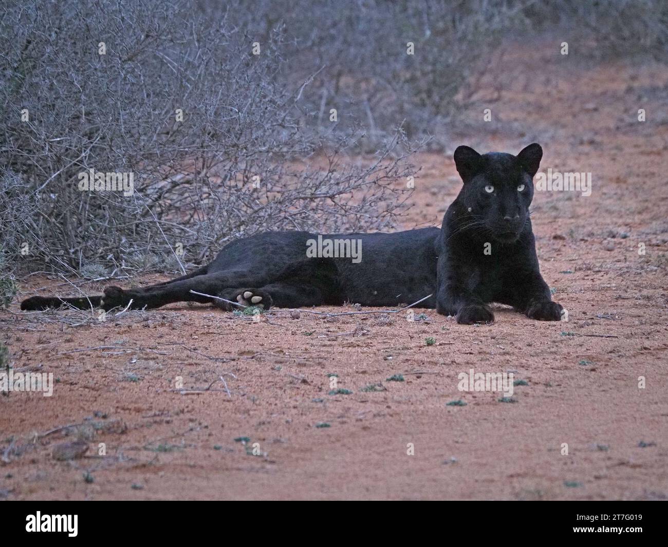 Giza the black panther - a melanistic leopard, (Panthera pardus) with ...