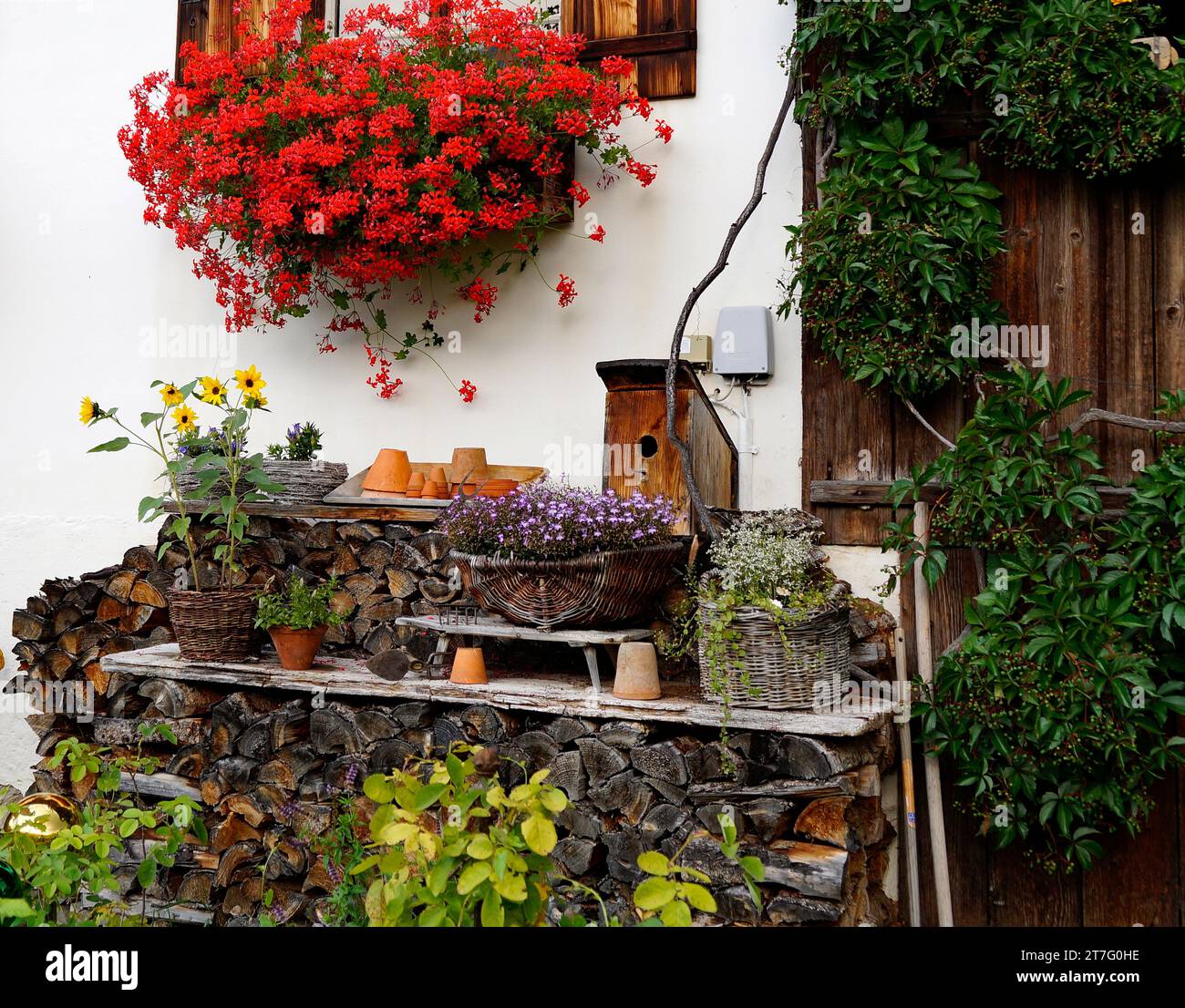 rustic windows with cute white curtains, wooden shutters and red ...