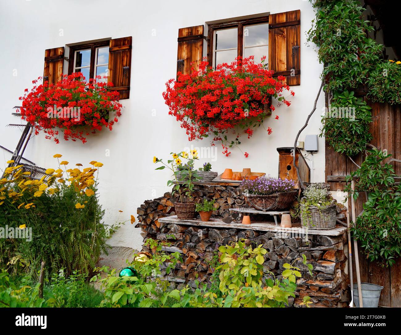 rustic windows with cute white curtains, wooden shutters and red ...