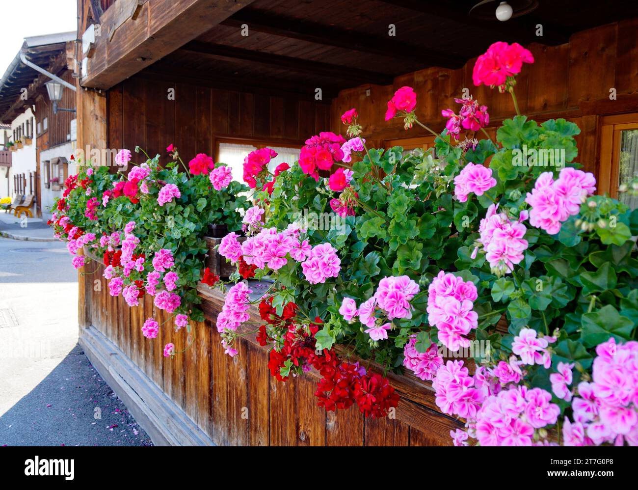 idyllic scene with a traditional Bavarian rustic alpine farmhouse with ...