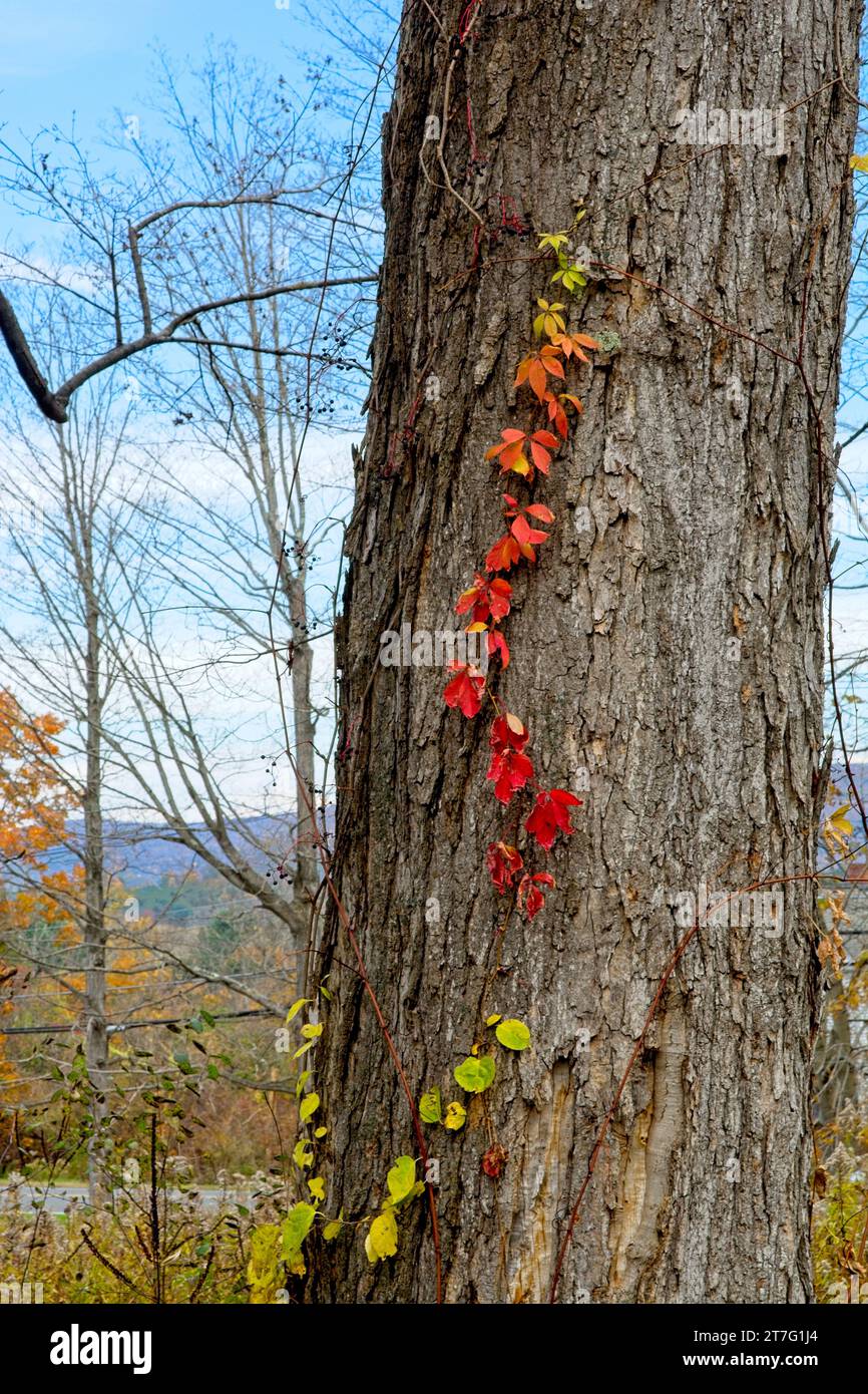 Virginia creeper vine in bright autumn color climbing tree trunk Stock ...