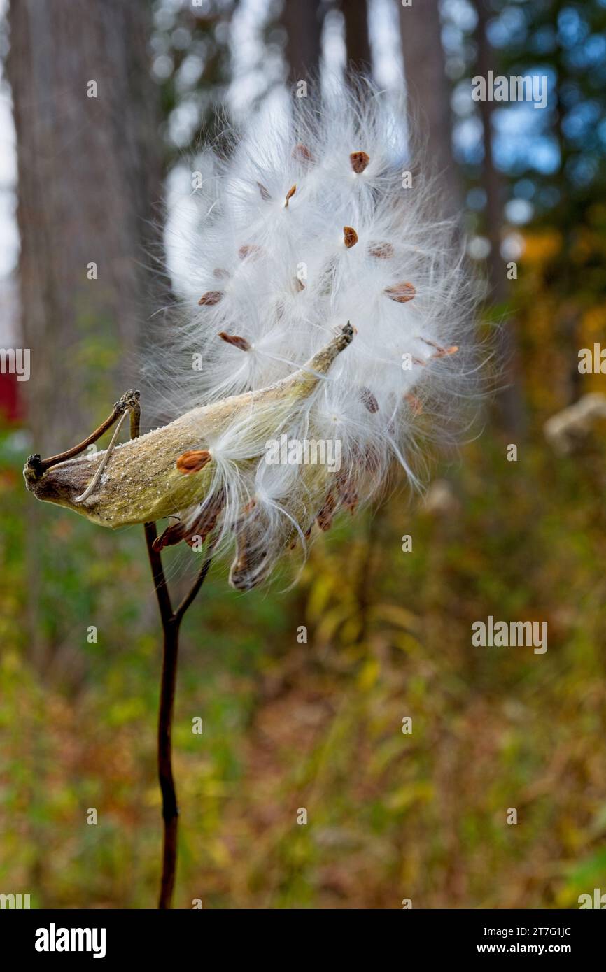Milkweed seed pod exploding with fluffy white floss in woodlands Stock ...
