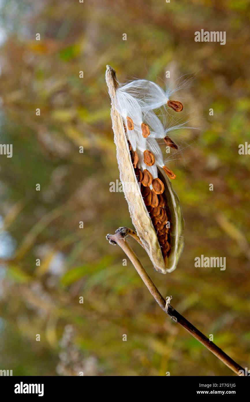 Milkweed seed pod exploding with fluffy white floss in woodlands Stock ...