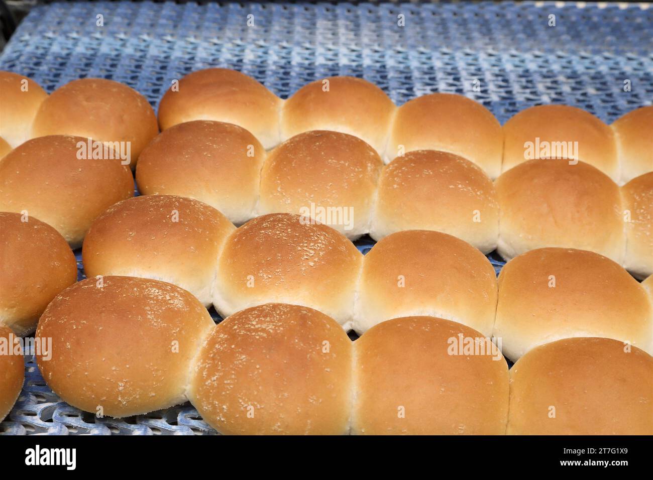 freshly cooked bread rolls coming off the factory product line with ...