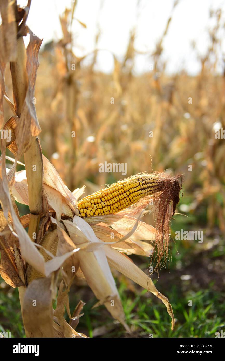 Corn cob growing on plant ready to harvest, Argentine Countryside ...