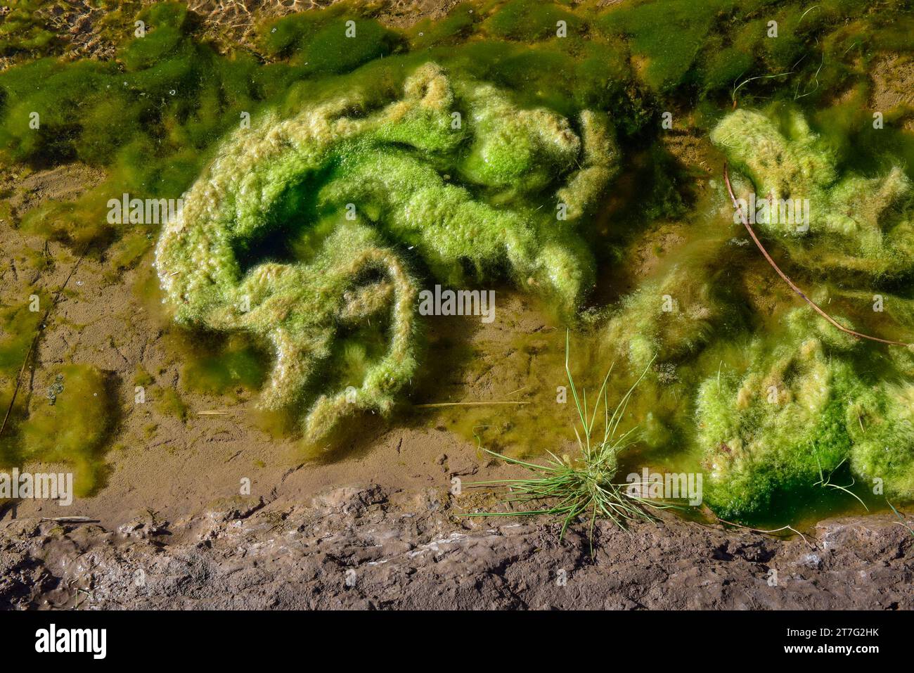 Green algae in aquatic environment , Patagonia, Argentina Stock Photo ...