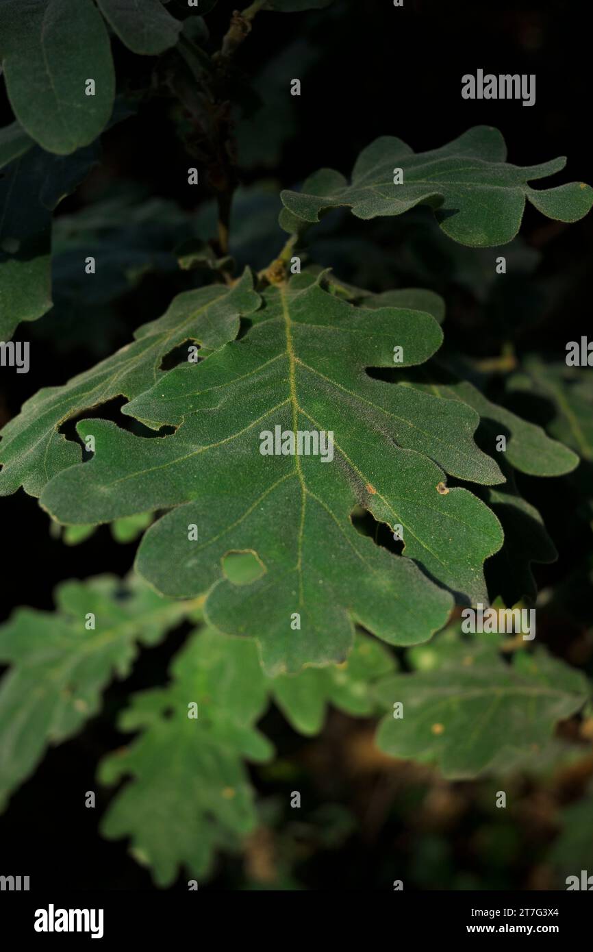 Quercus pyrenaica green oak leaf in forest in vertical with low dark ...