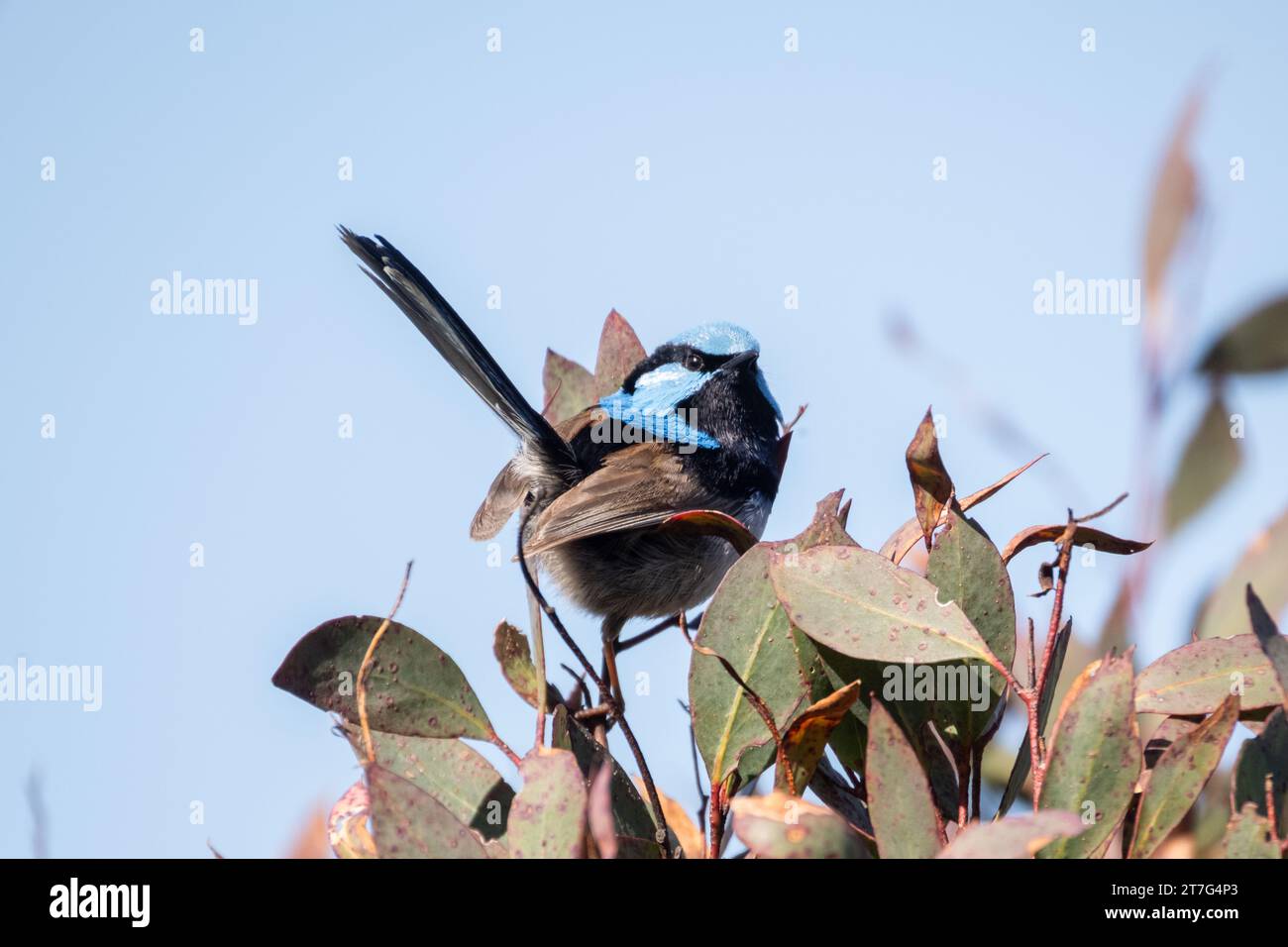 Male Superb Fairy Wren on gum tree in breeding colours Stock Photo - Alamy