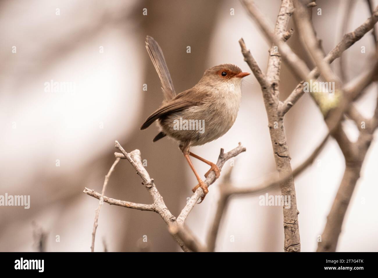 Maluridae female hi-res stock photography and images - Alamy