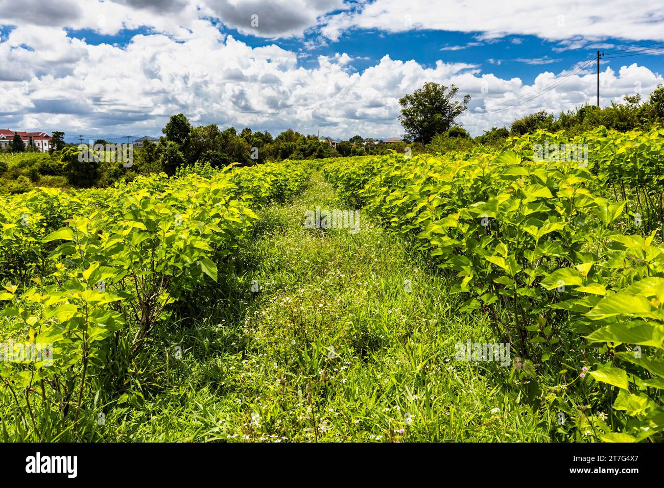 Organic silk farm and factory, mulberry field, Phonsavan, Xiangkhouang ...