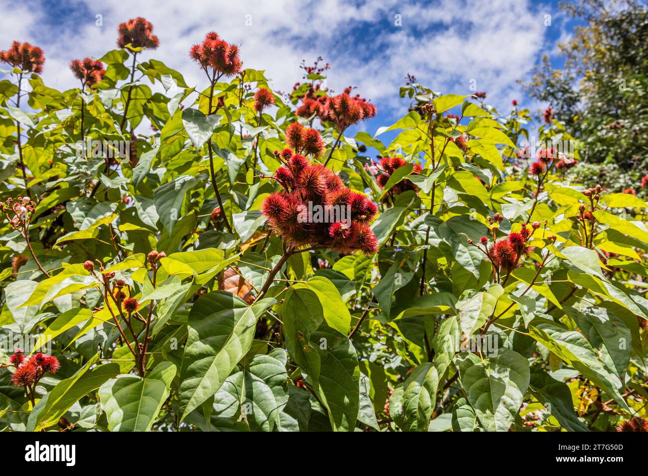 Organic silk farm and factory, natural dyes, Annatto plant and seeds ...