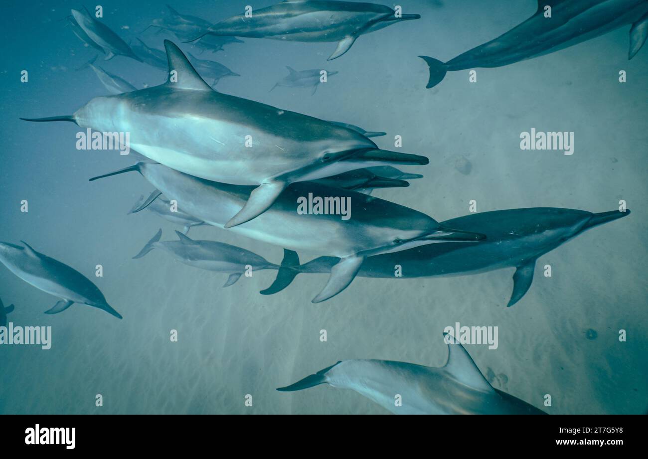 Spinner dolphins hi-res stock photography and images - Alamy