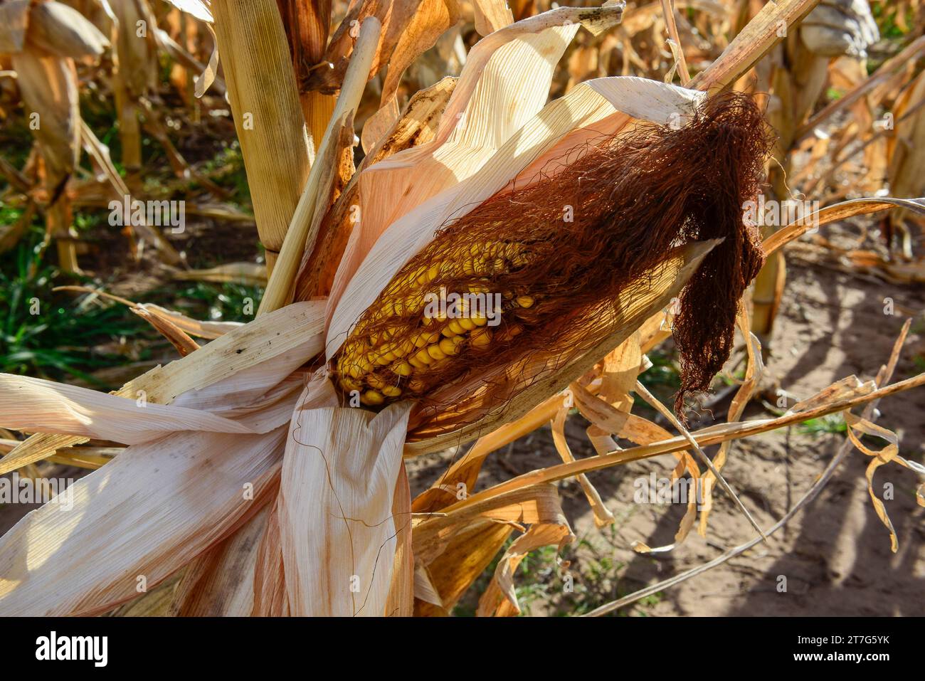Corn cob growing on plant ready to harvest, Argentine Countryside ...