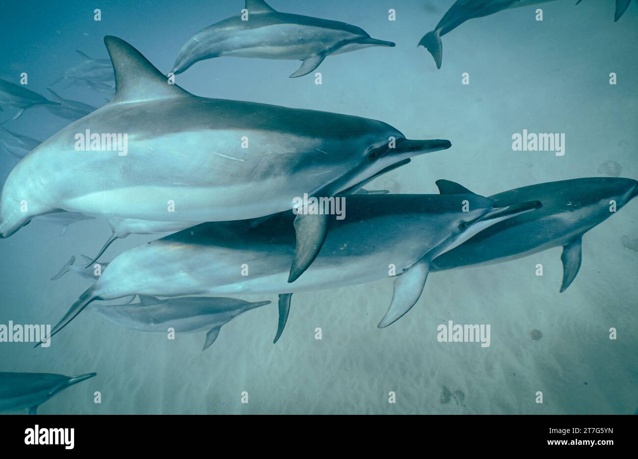 Wild Spinner Dolphins Swimming in the Beautiful Hawaiian Ocean Water ...