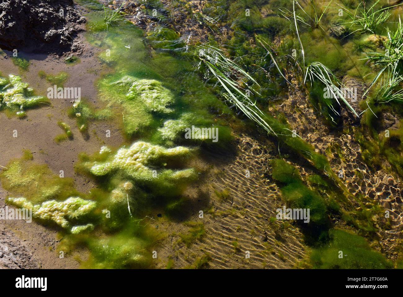 Green algae in aquatic environment , Patagonia, Argentina Stock Photo ...