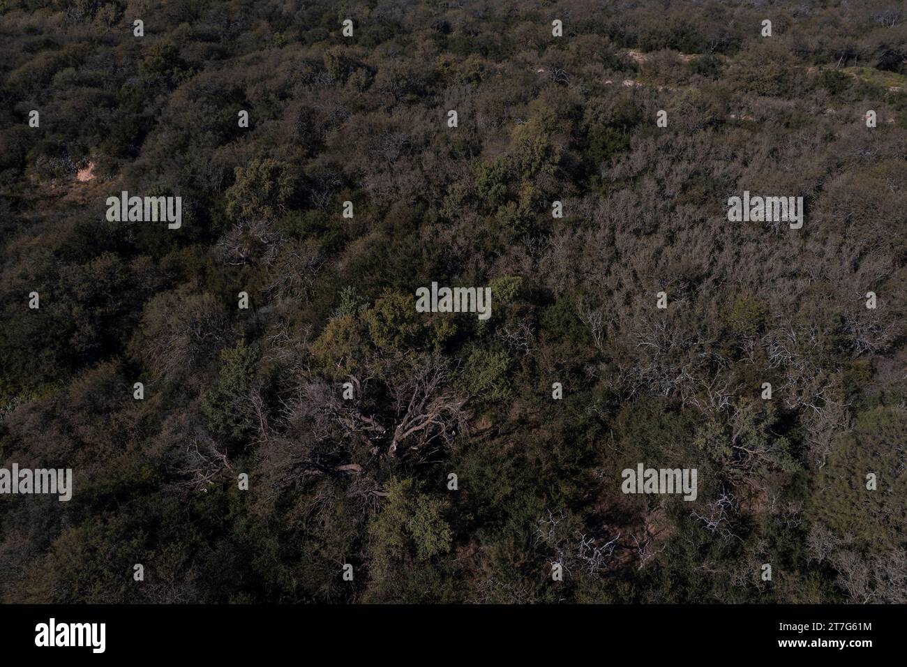 Pampas forest, Calden tree, Prosopis Caldenia, endemic species in La ...
