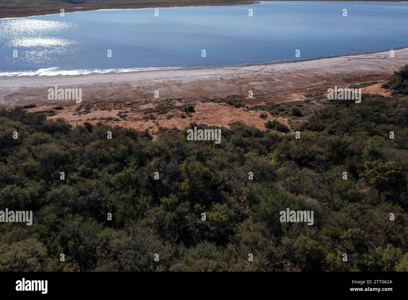 Pampas forest, Calden tree, Prosopis Caldenia, endemic species in La ...