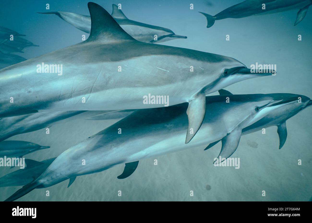 Spinner dolphins hi-res stock photography and images - Alamy