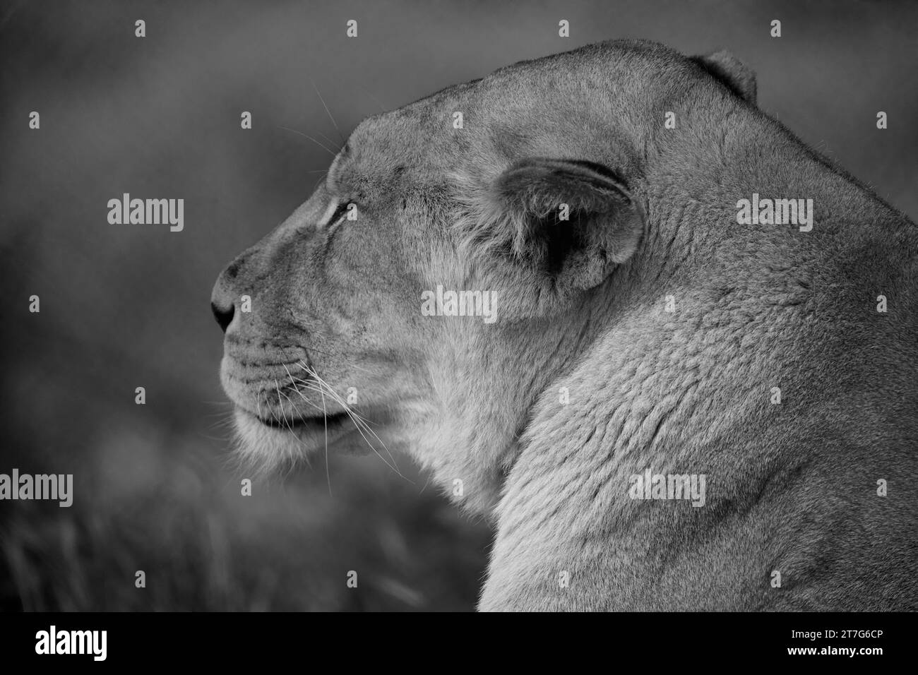 World class photography Black and White Stock Photos & Images - Alamy