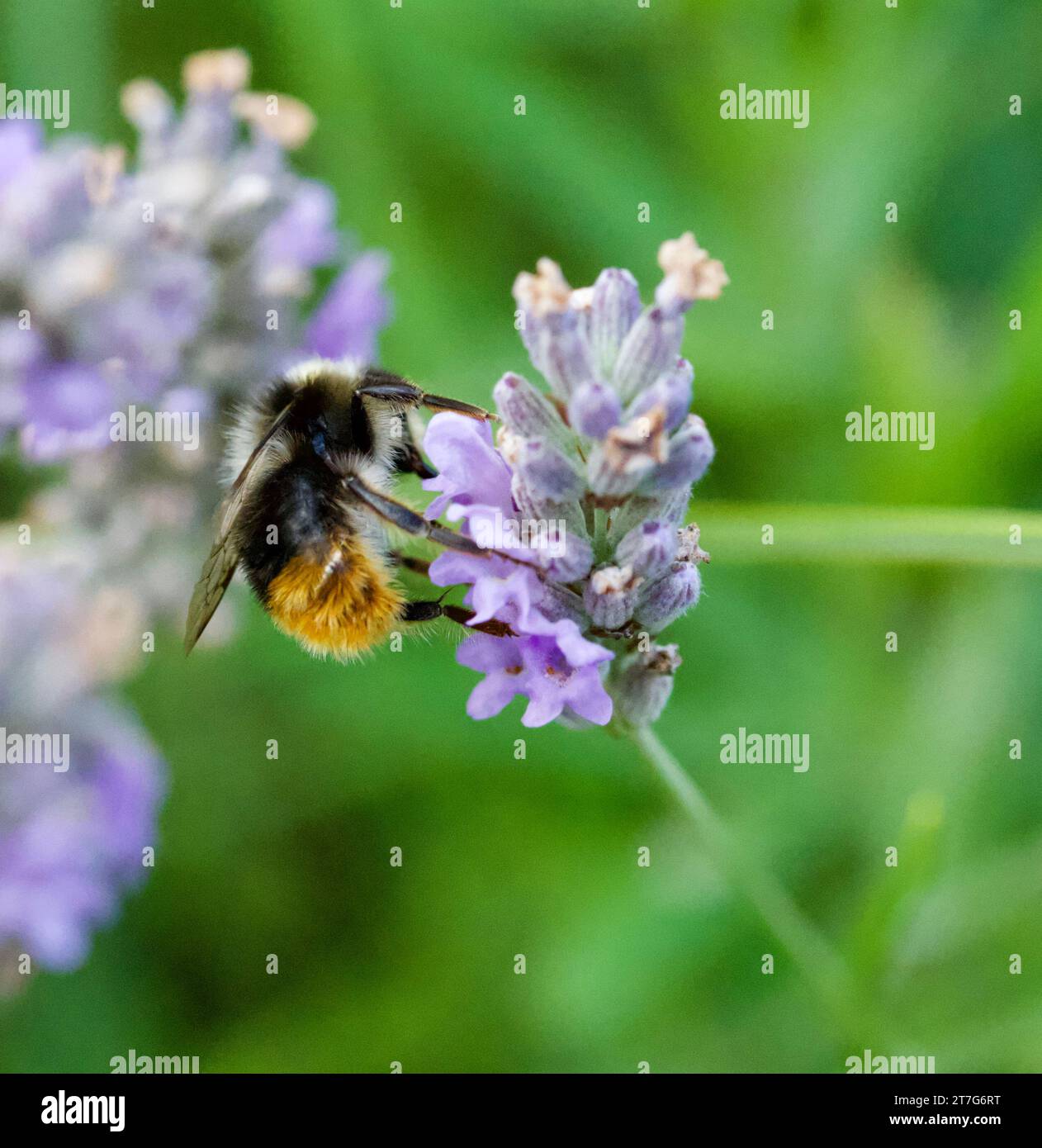 Sigma 105mm hi-res stock photography and images - Alamy