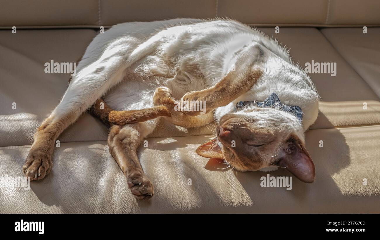 Cinnamon point siamese cat lying upside down in the sun fast asleep ...