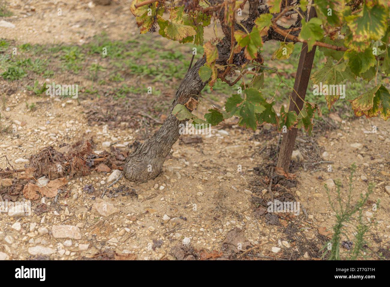 Sandy and stoney soil around the base of the vines in the Cote du Rhone ...