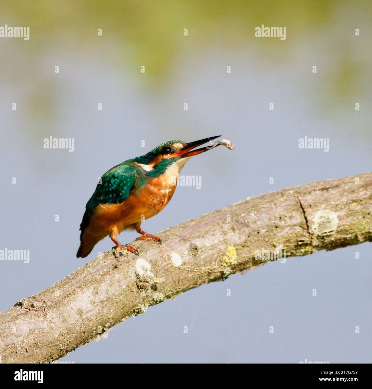 Darting fish hi-res stock photography and images - Alamy