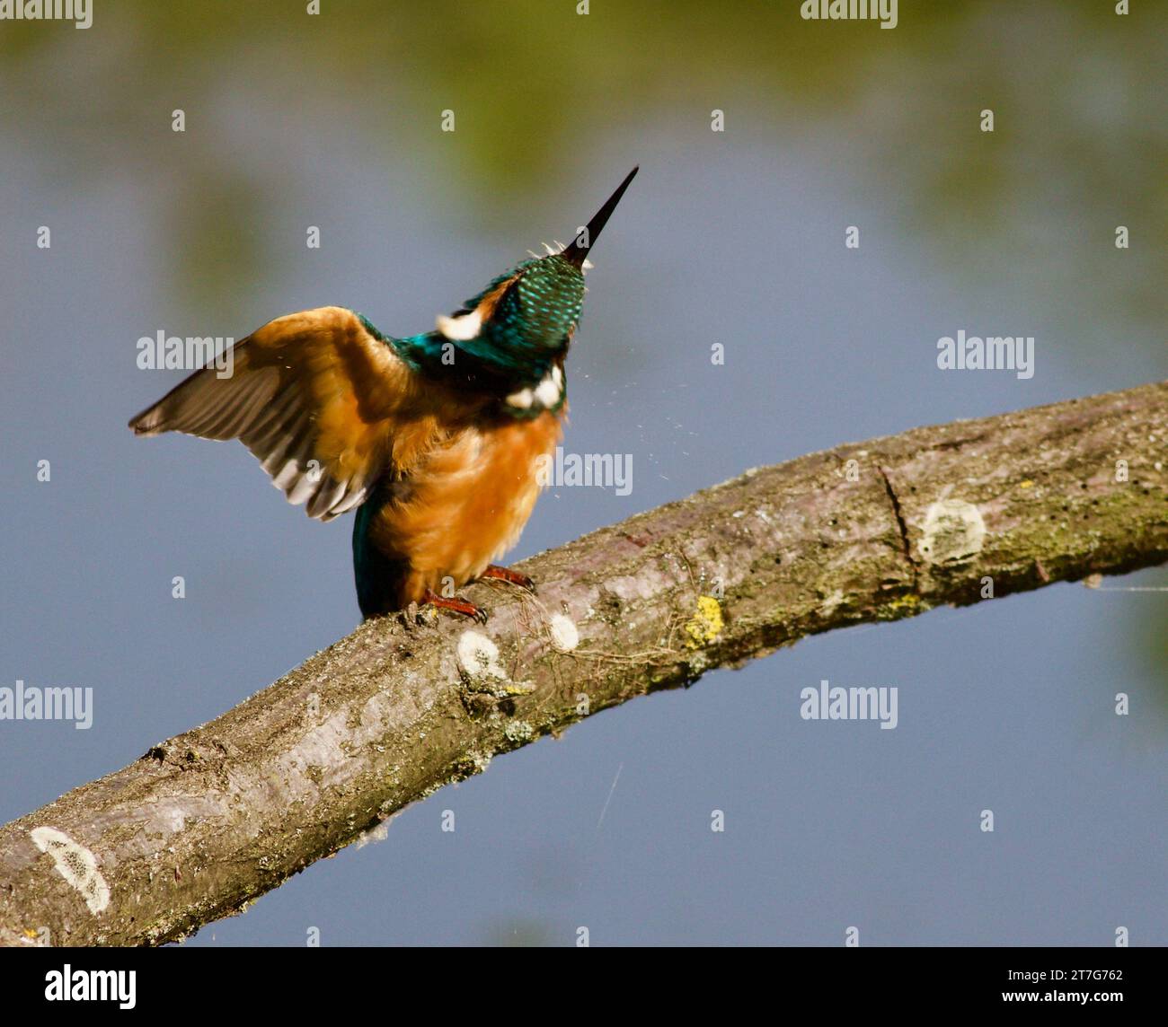 Darting fish hi-res stock photography and images - Alamy