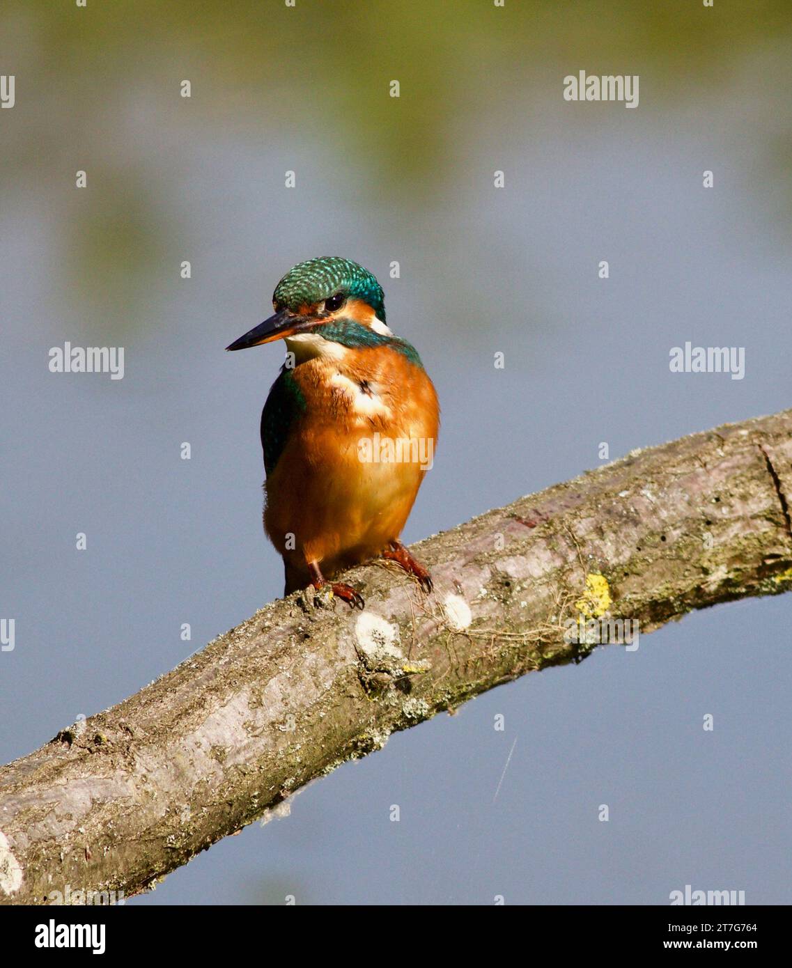 Darting fish hi-res stock photography and images - Alamy