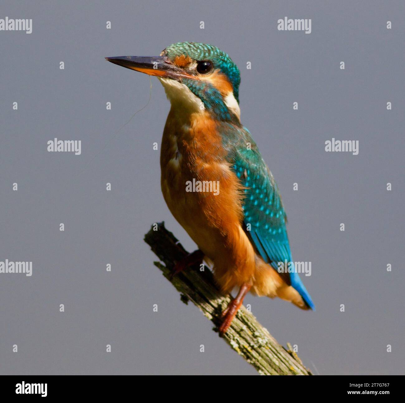 Fish darting bird hi-res stock photography and images - Alamy