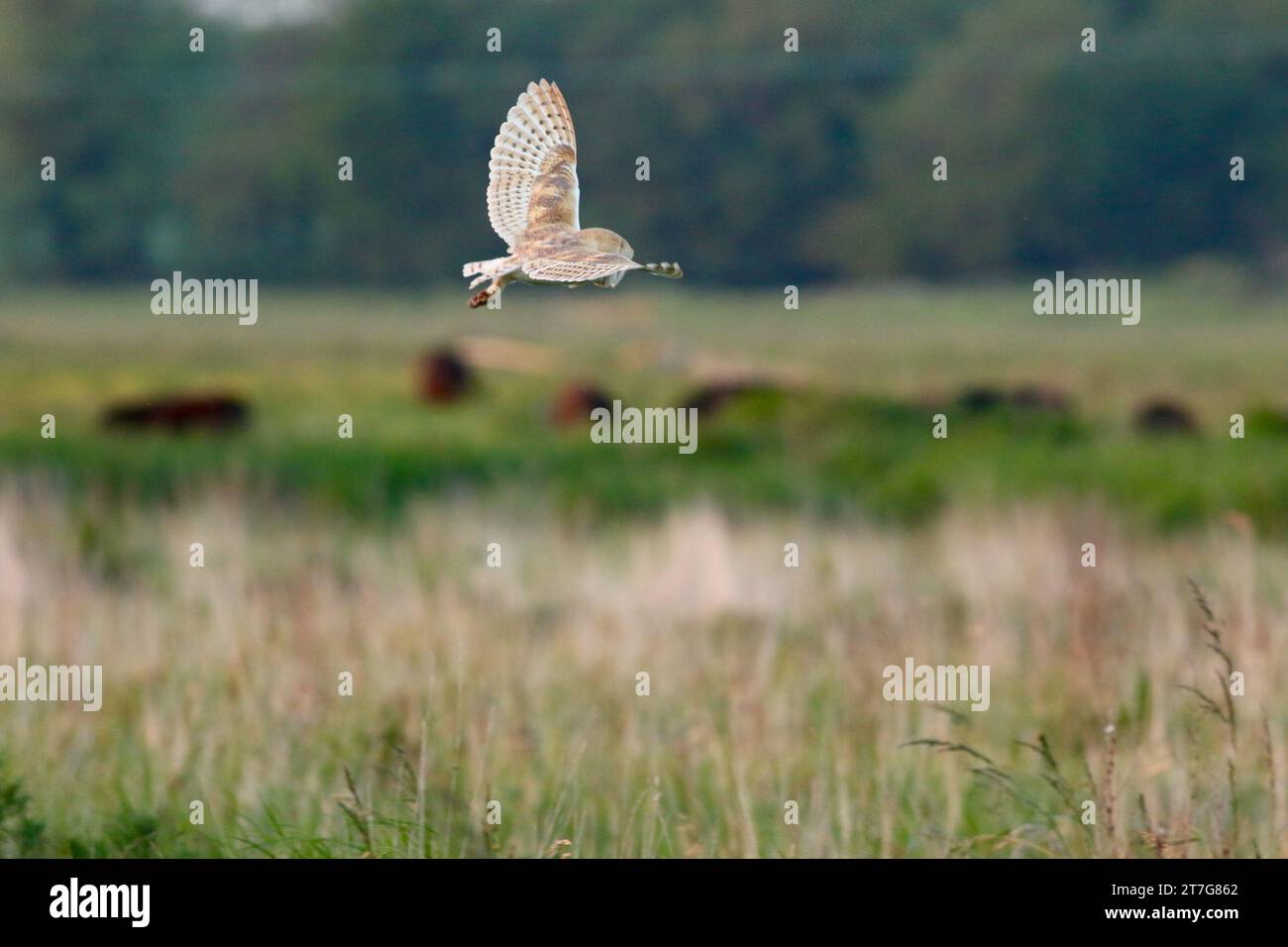 White lady barn owls hi-res stock photography and images - Alamy