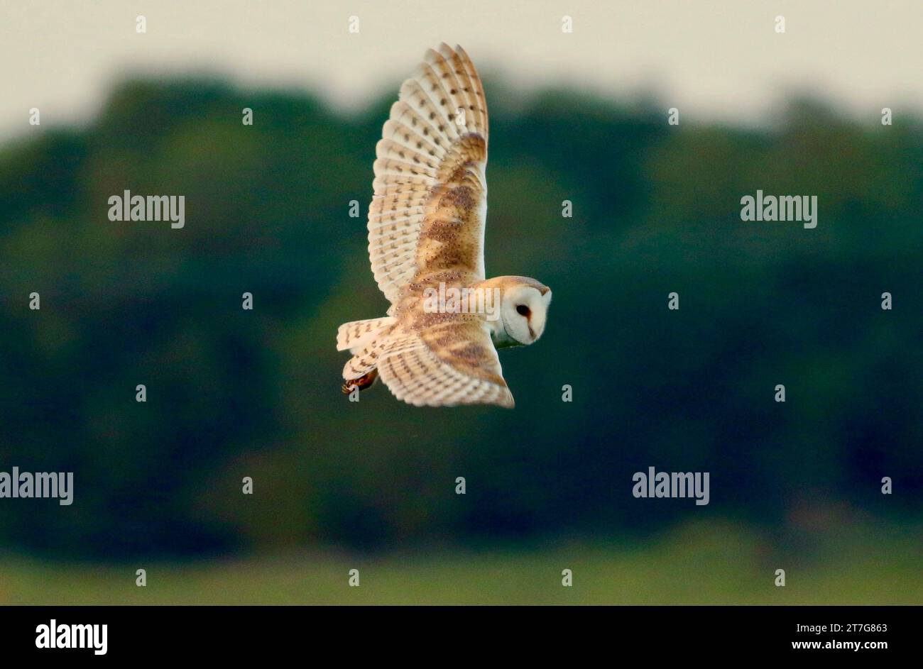 White lady barn owls hi-res stock photography and images - Alamy