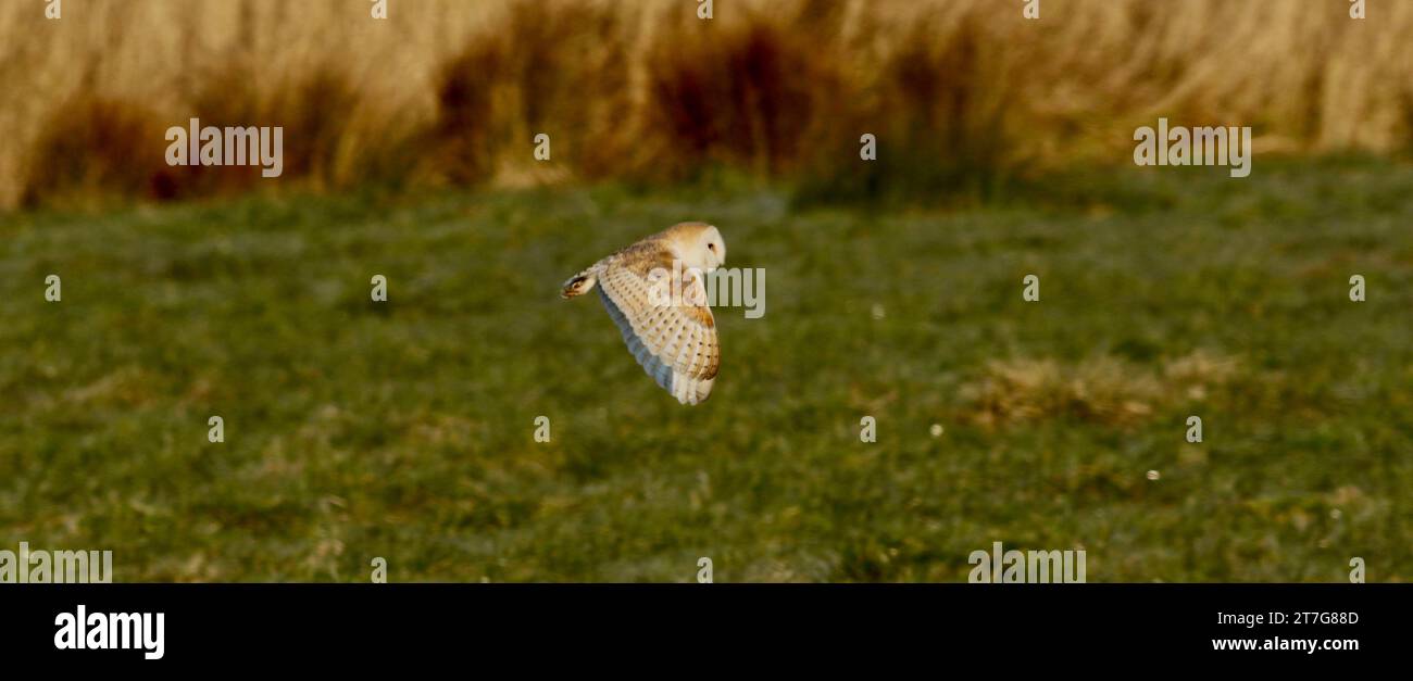 White lady barn owls hi-res stock photography and images - Alamy