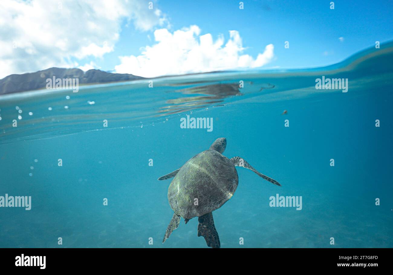 Green sea turtle swimming in hi-res stock photography and images - Alamy