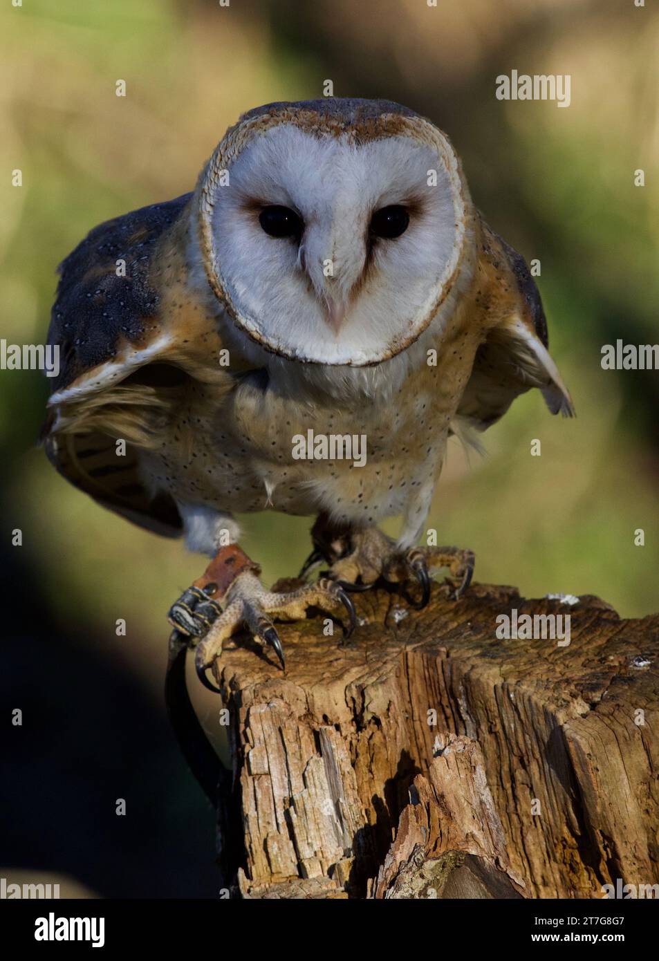 White lady barn owls hi-res stock photography and images - Alamy