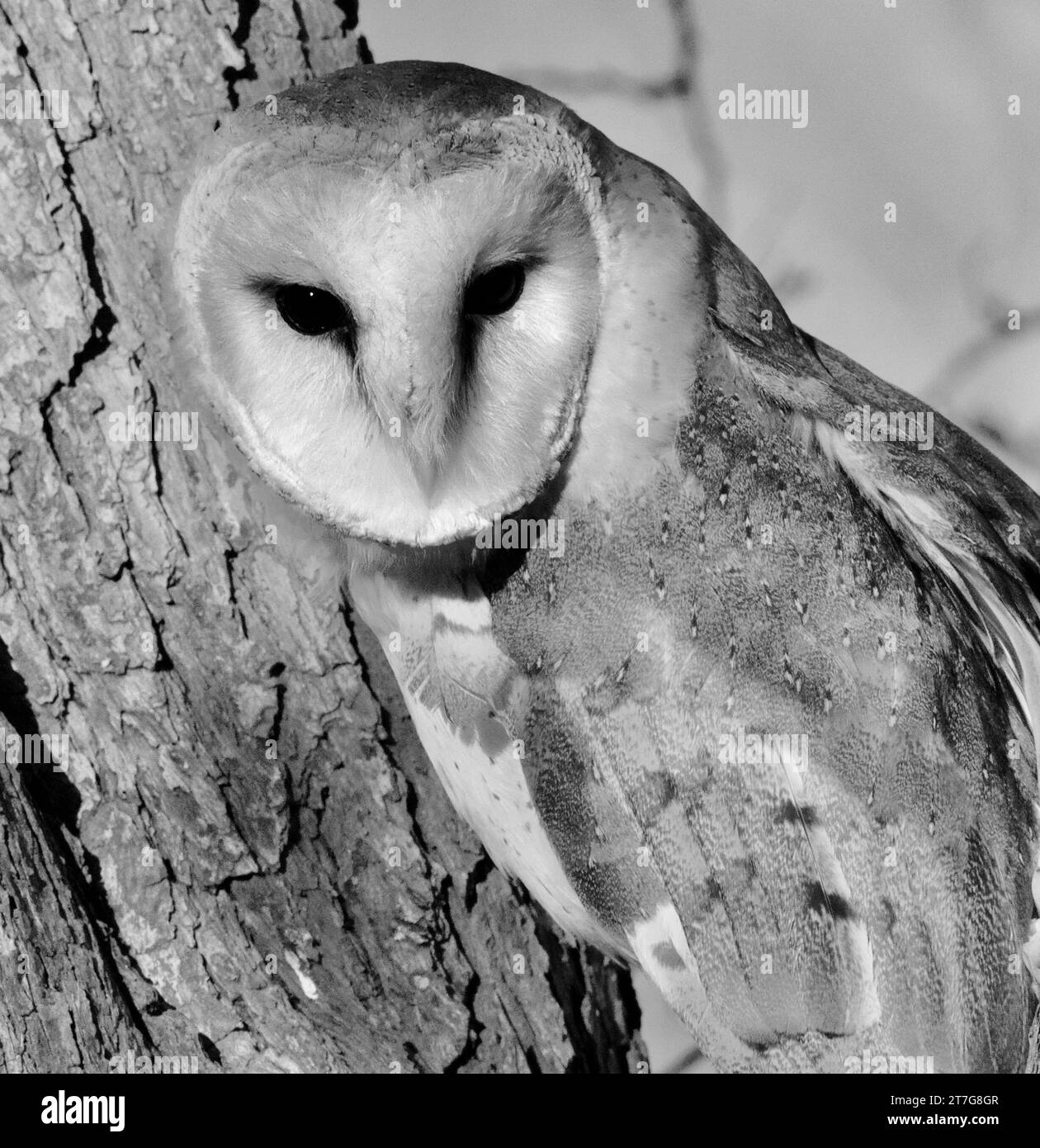 Owls flight Black and White Stock Photos & Images - Alamy