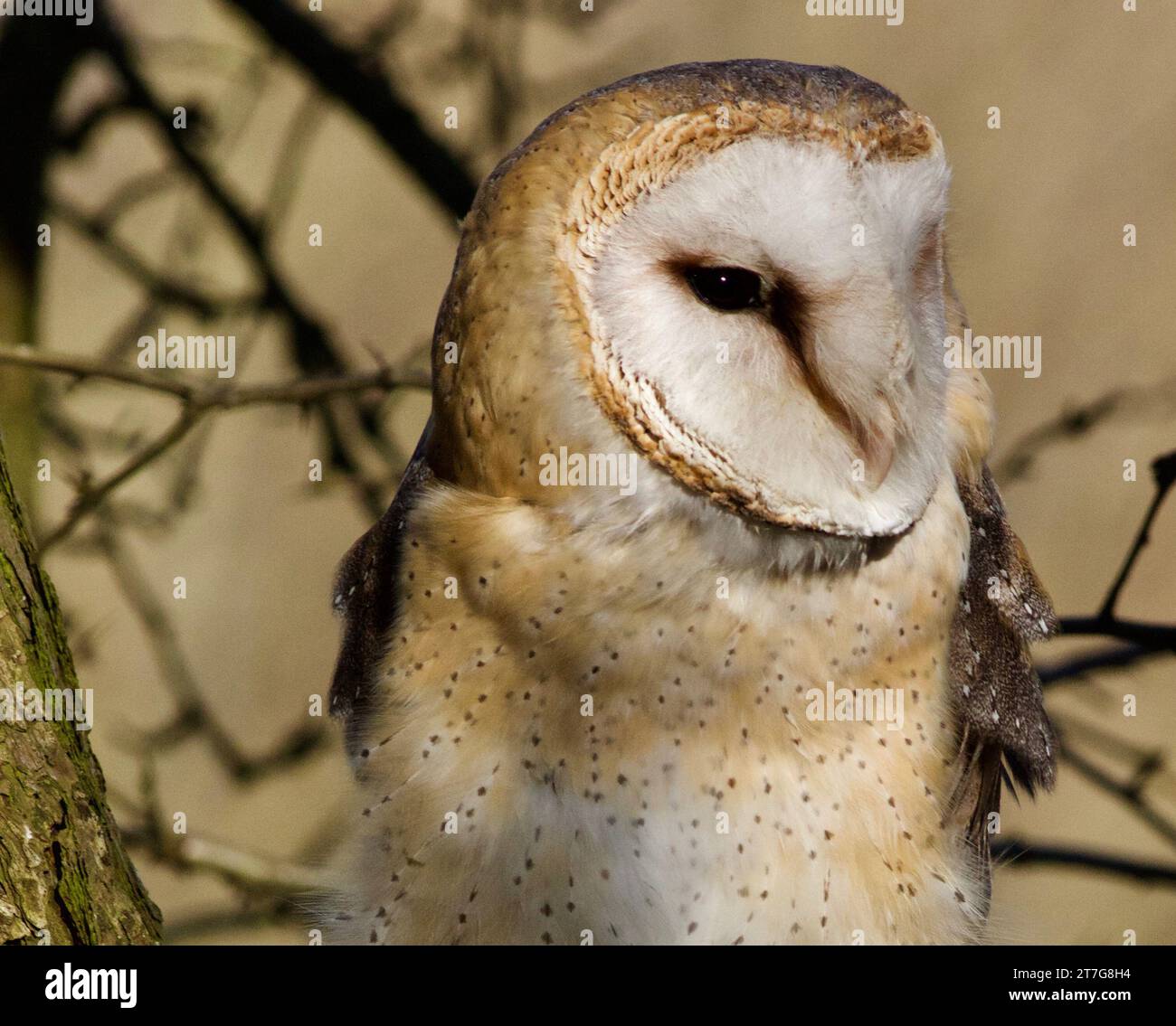 White lady barn owls hi-res stock photography and images - Alamy