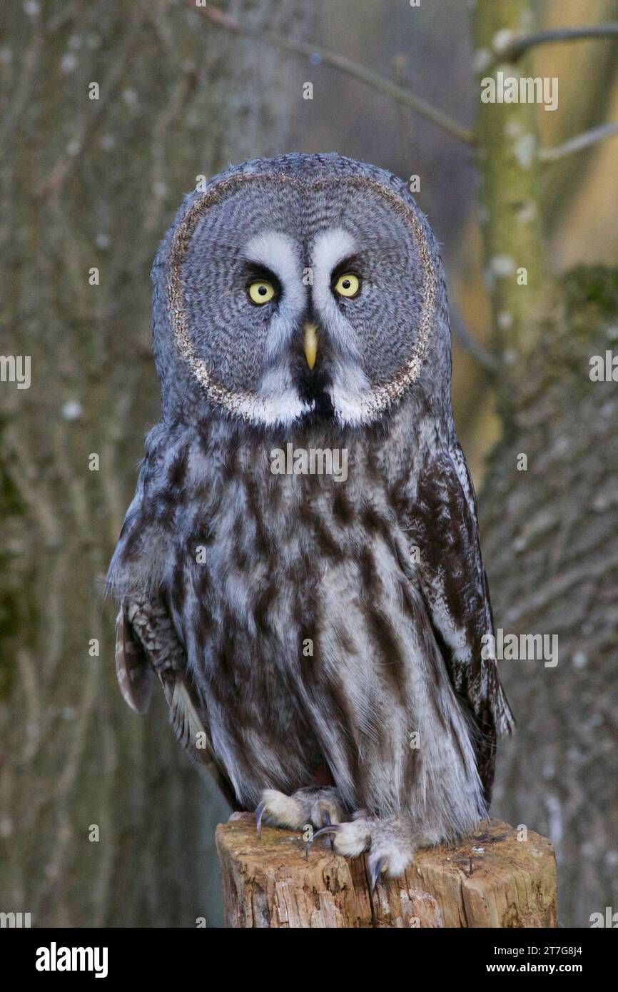 White lady barn owls hi-res stock photography and images - Alamy