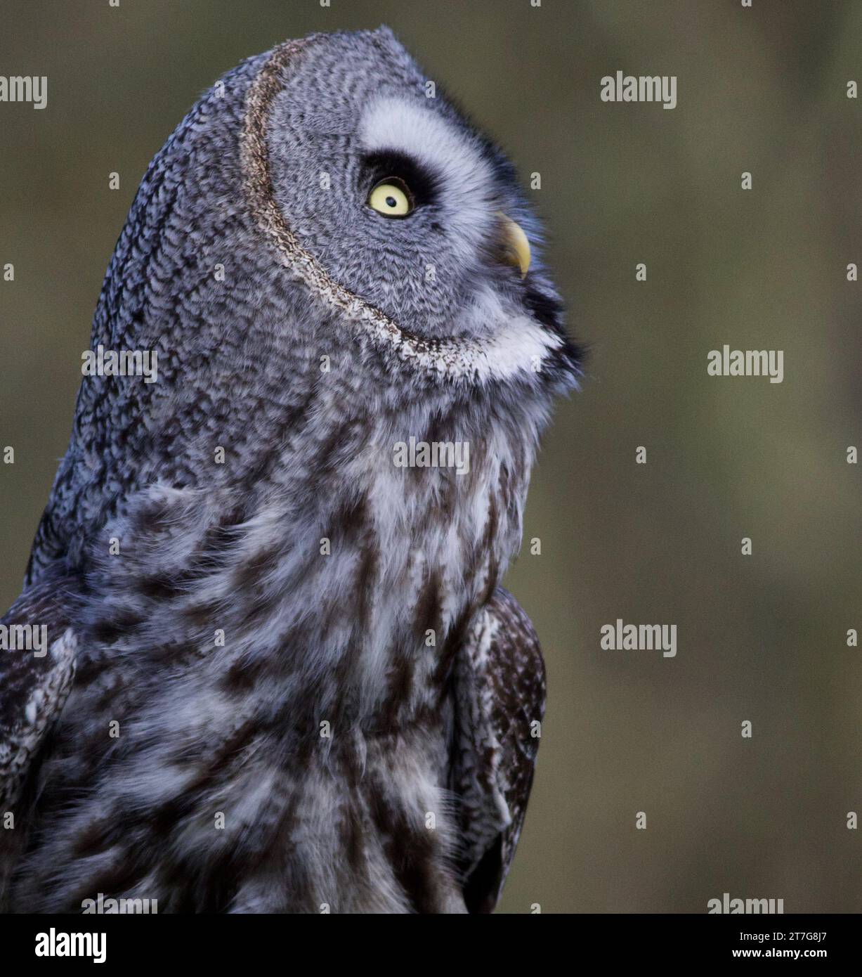 Owls in east anglia hi-res stock photography and images - Alamy