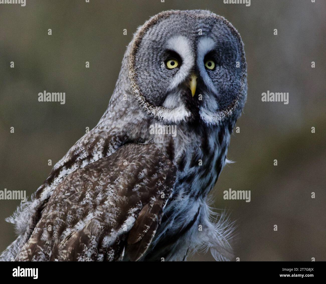 White lady barn owls hi-res stock photography and images - Alamy