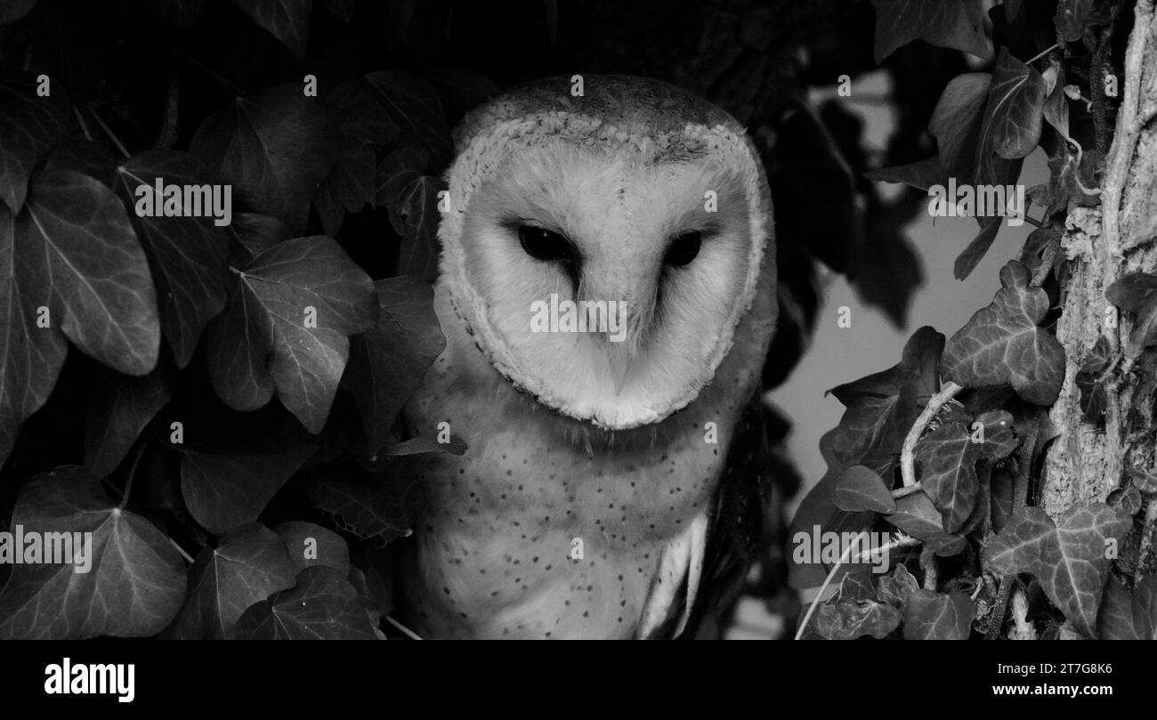 My Photos for sale Stock Photo - Alamy